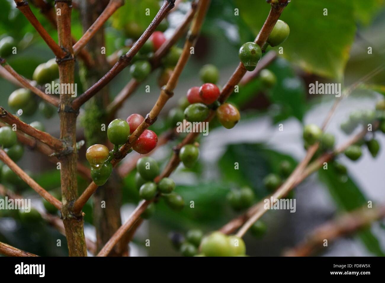 Coffee bush branches with green and red berries after the rain Stock ...