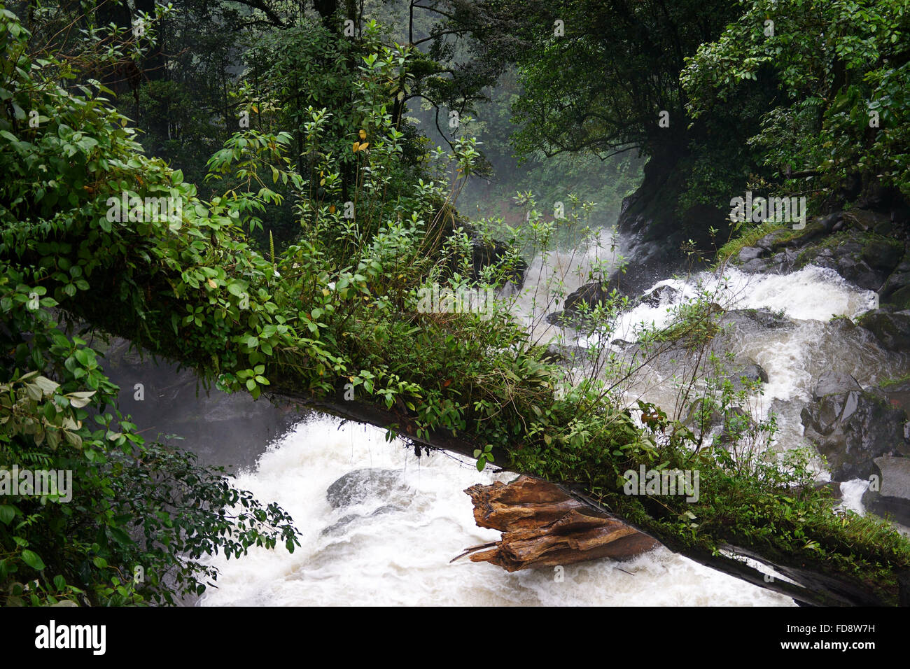 A log covered with vegetation lying across shallow and fast mountain ...