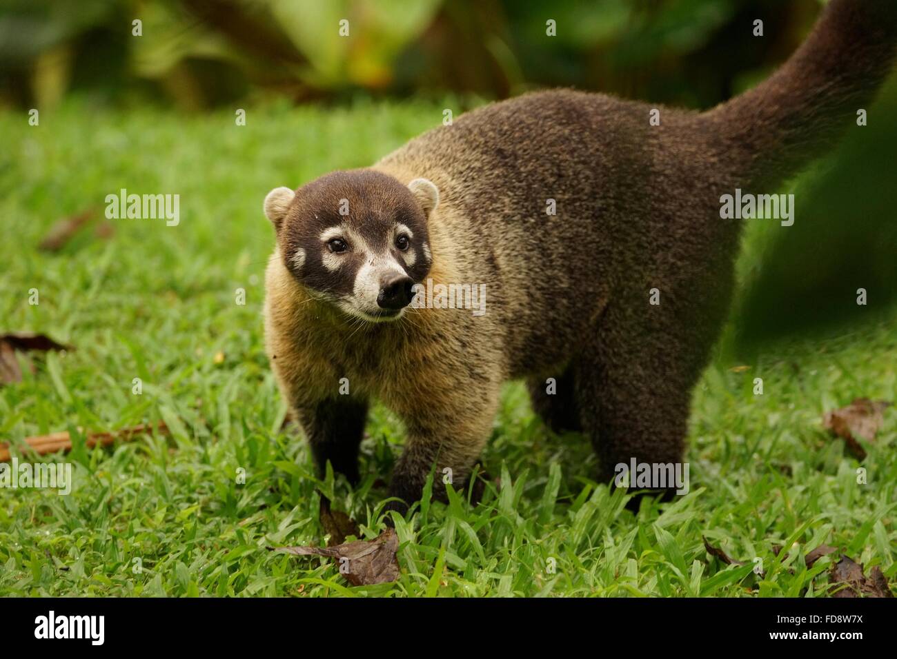 Coati Up Close High Resolution Stock Photography and Images - Alamy