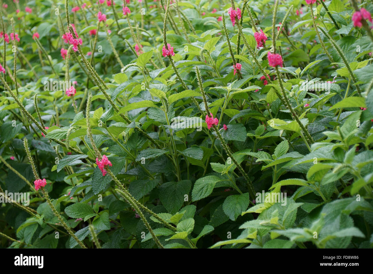 Pink potter weed bush with flowers Stock Photo - Alamy