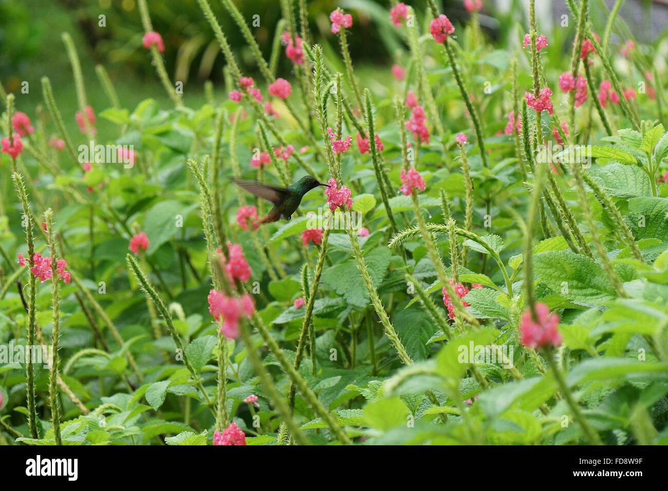 Hummingbird feeding from blooming porterweed bush in flight Stock Photo ...