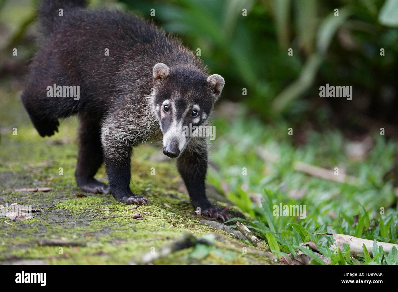 Coati standing hi-res stock photography and images - Alamy