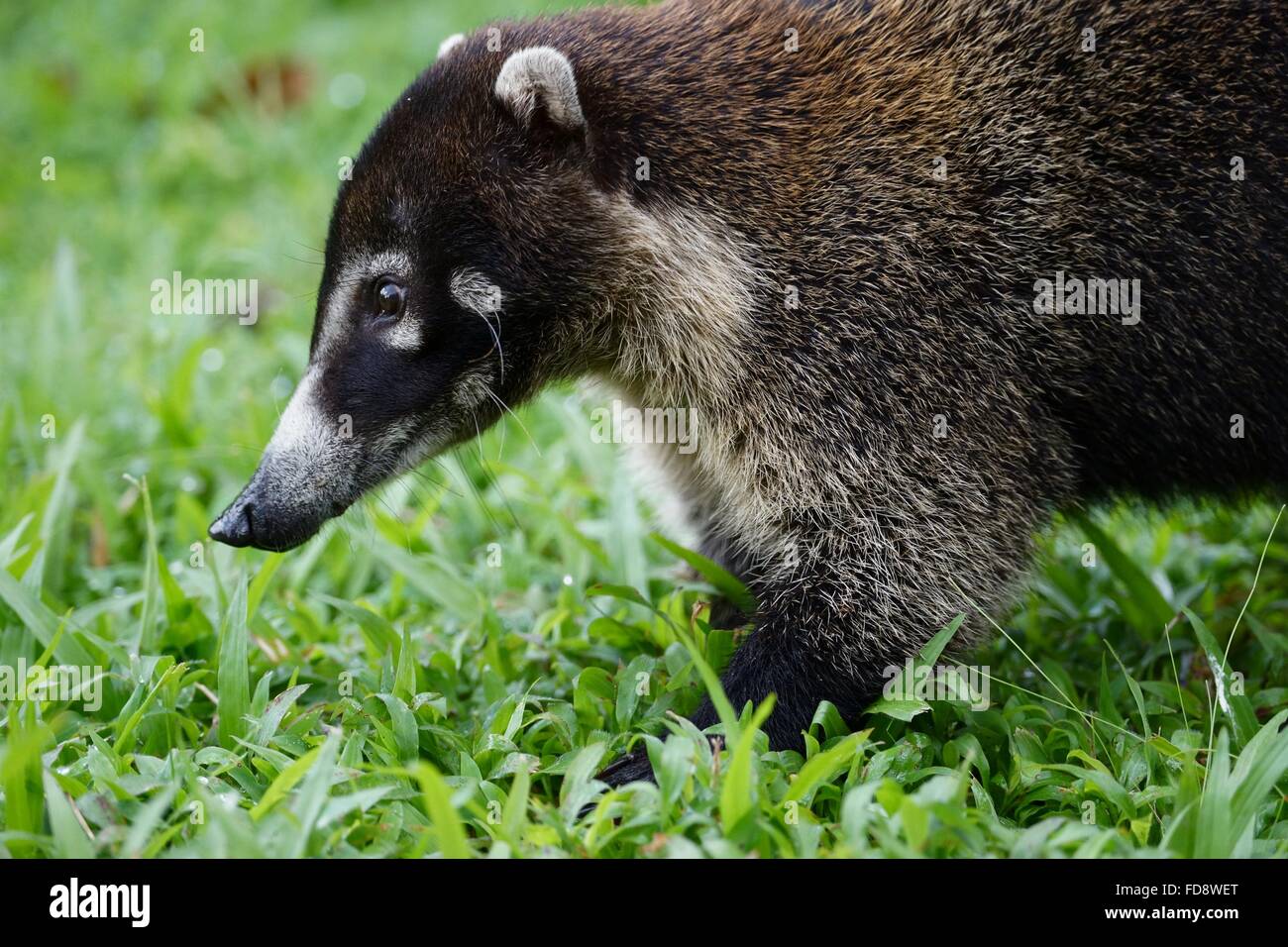 Coati in hi-res stock photography and images - Alamy