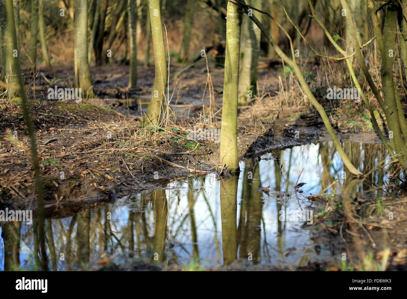 Reflection Of Tree Trunks In Water At Forest Stock Photo - Alamy