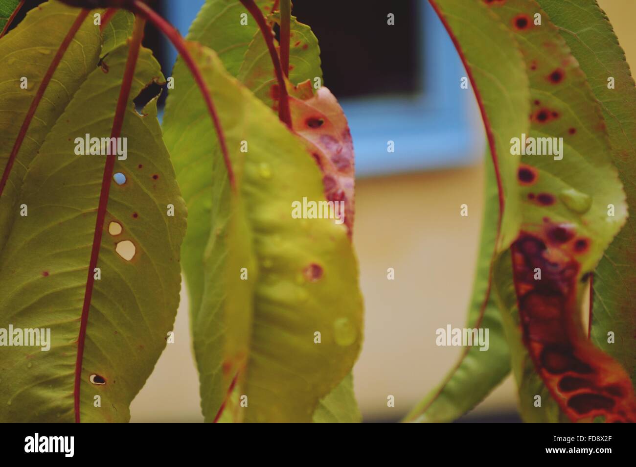 Infected leaves hi-res stock photography and images - Alamy