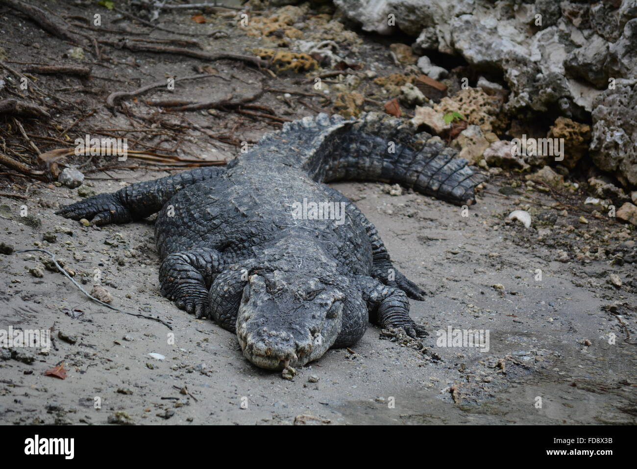 Alligator animals hi-res stock photography and images - Alamy