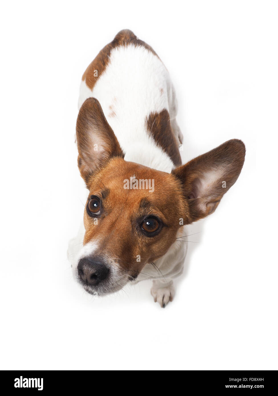 Jack Russell Terrier on a white studio background Stock Photo - Alamy