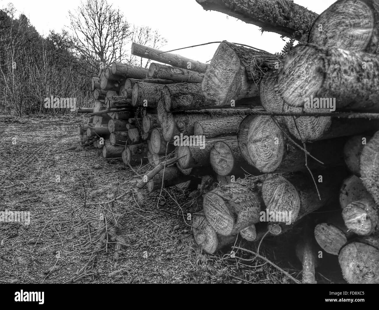 Log pile logs wood Black and White Stock Photos & Images - Alamy