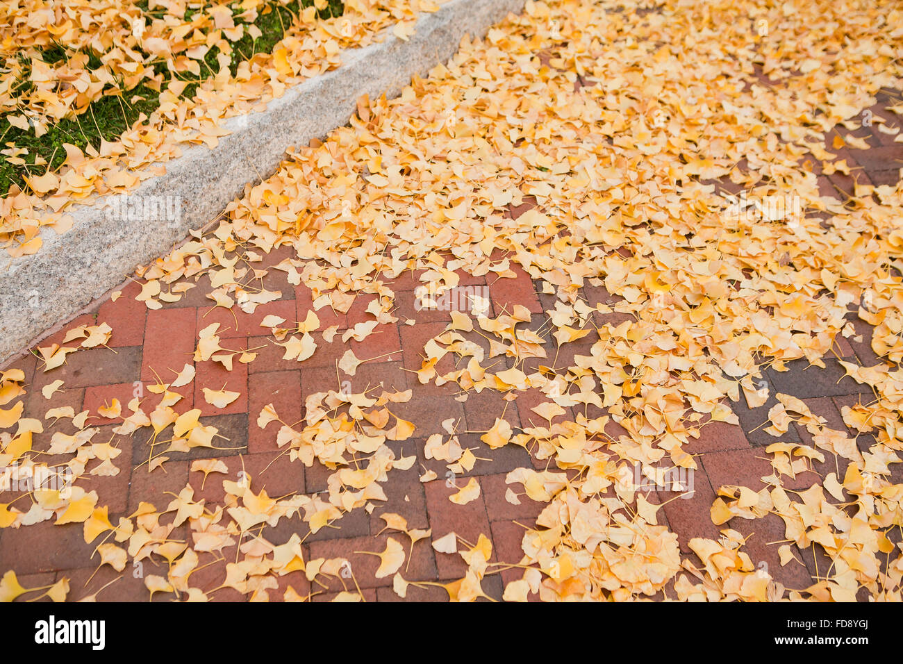 Fallen ginkgo leaves on walkway (yellow ginkgo leaves) - USA Stock ...