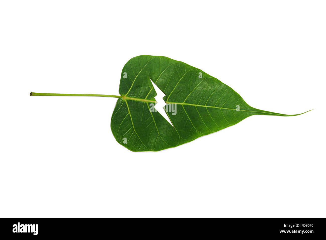 Creative leaf shapes Cut Out Stock Images & Pictures - Alamy