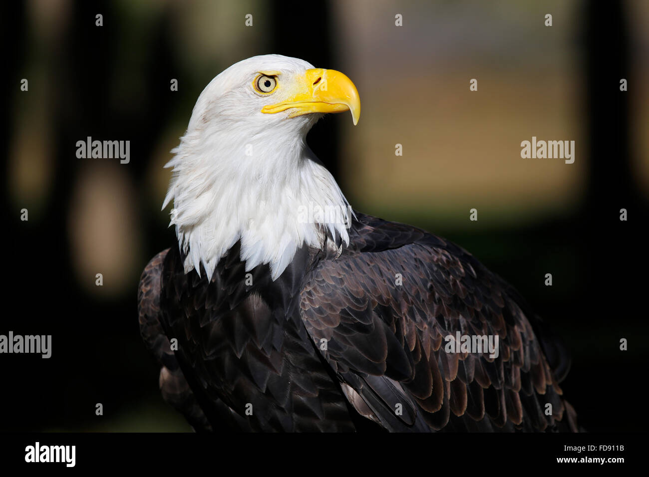 Eagle profile hi-res stock photography and images - Alamy