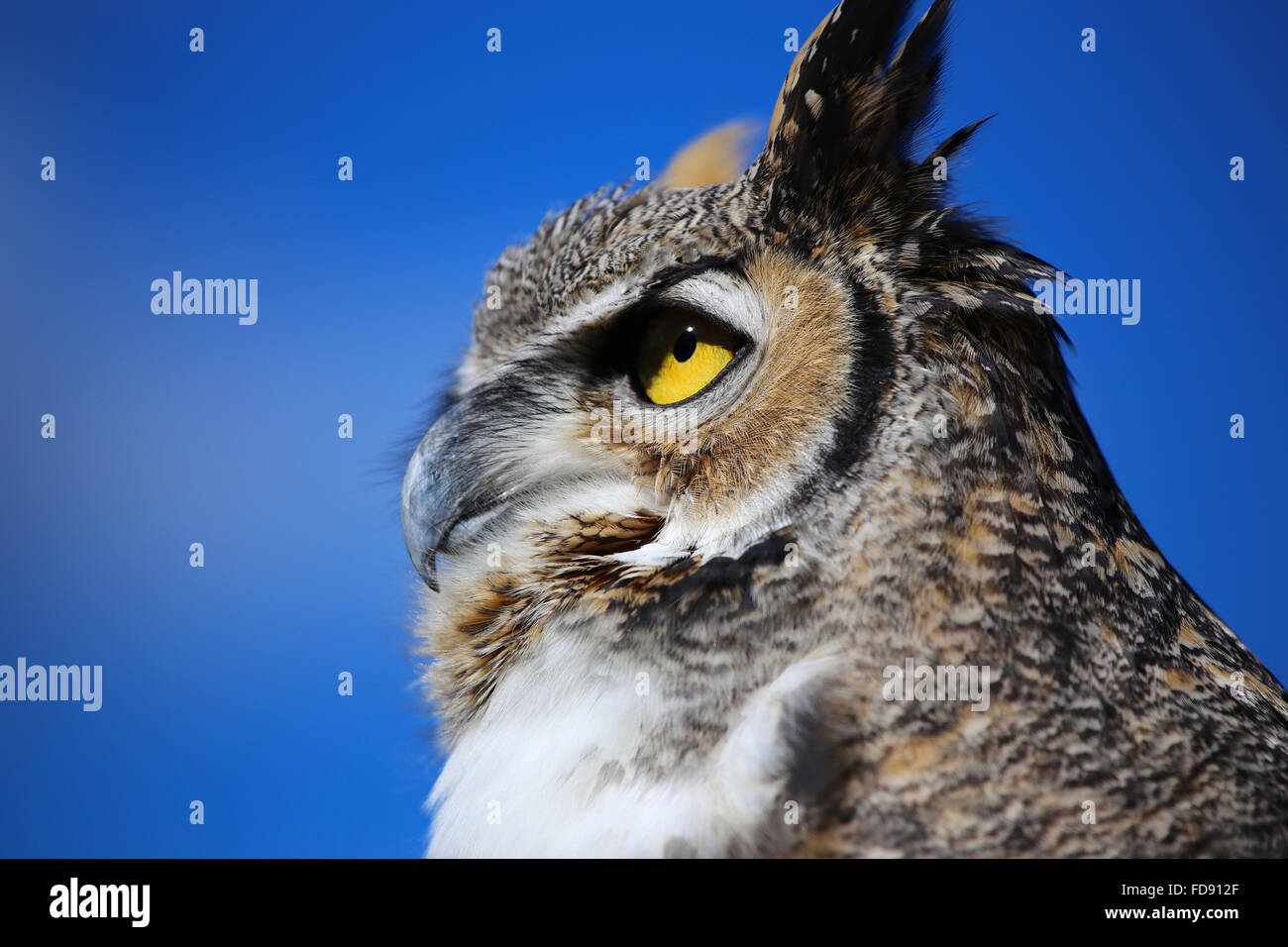 Great Horned Owl Profile Stock Photo - Alamy