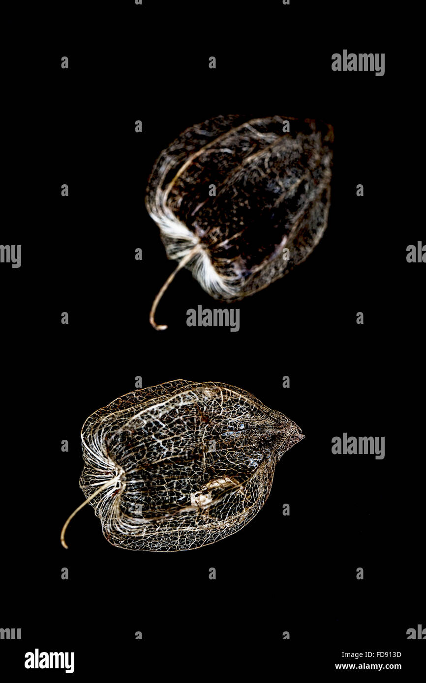 Skeleton from the Earth #5 Stock Photo - Alamy