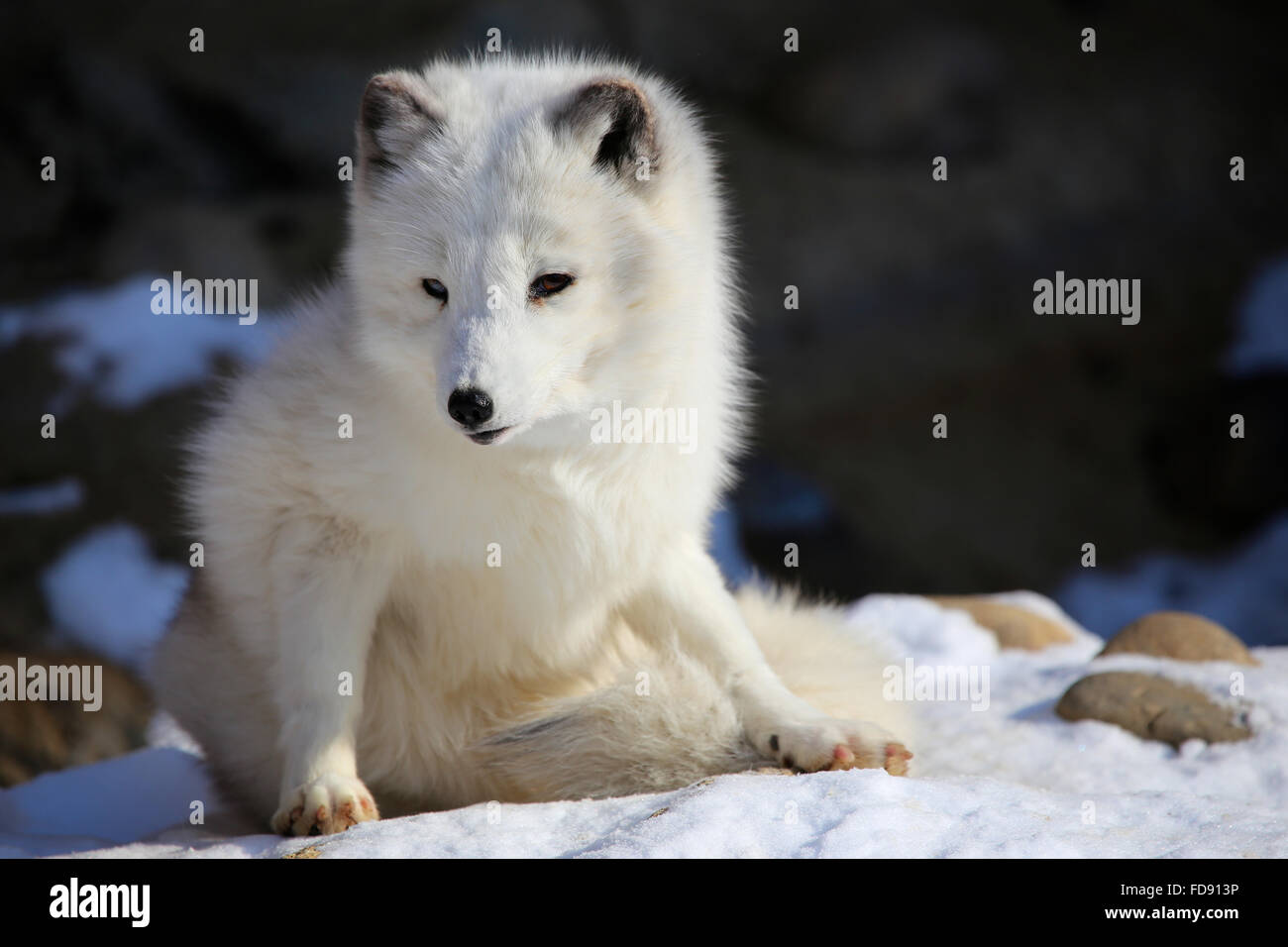 Profile of an arctic fox hi-res stock photography and images - Alamy