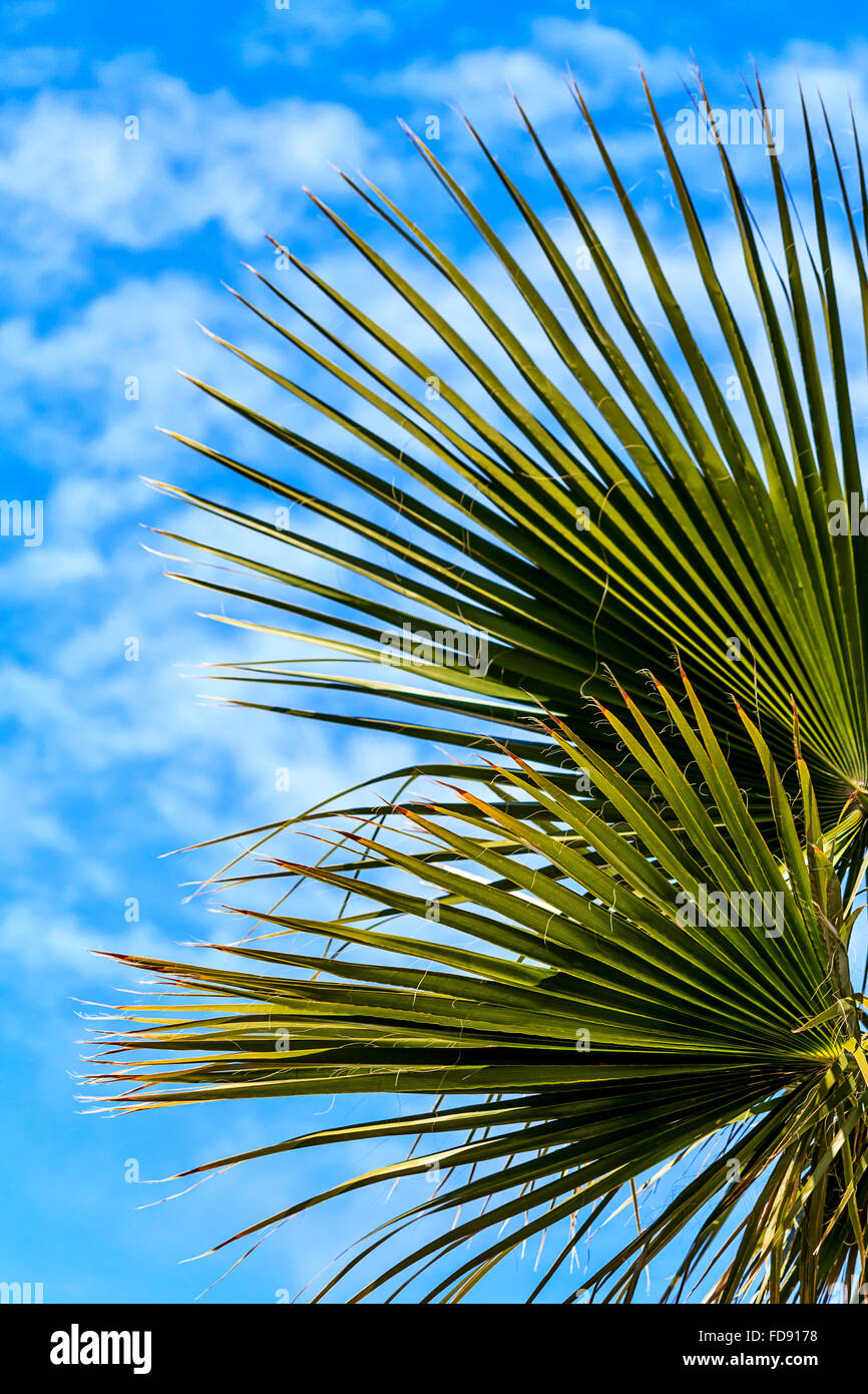 Palm branches hi-res stock photography and images - Alamy