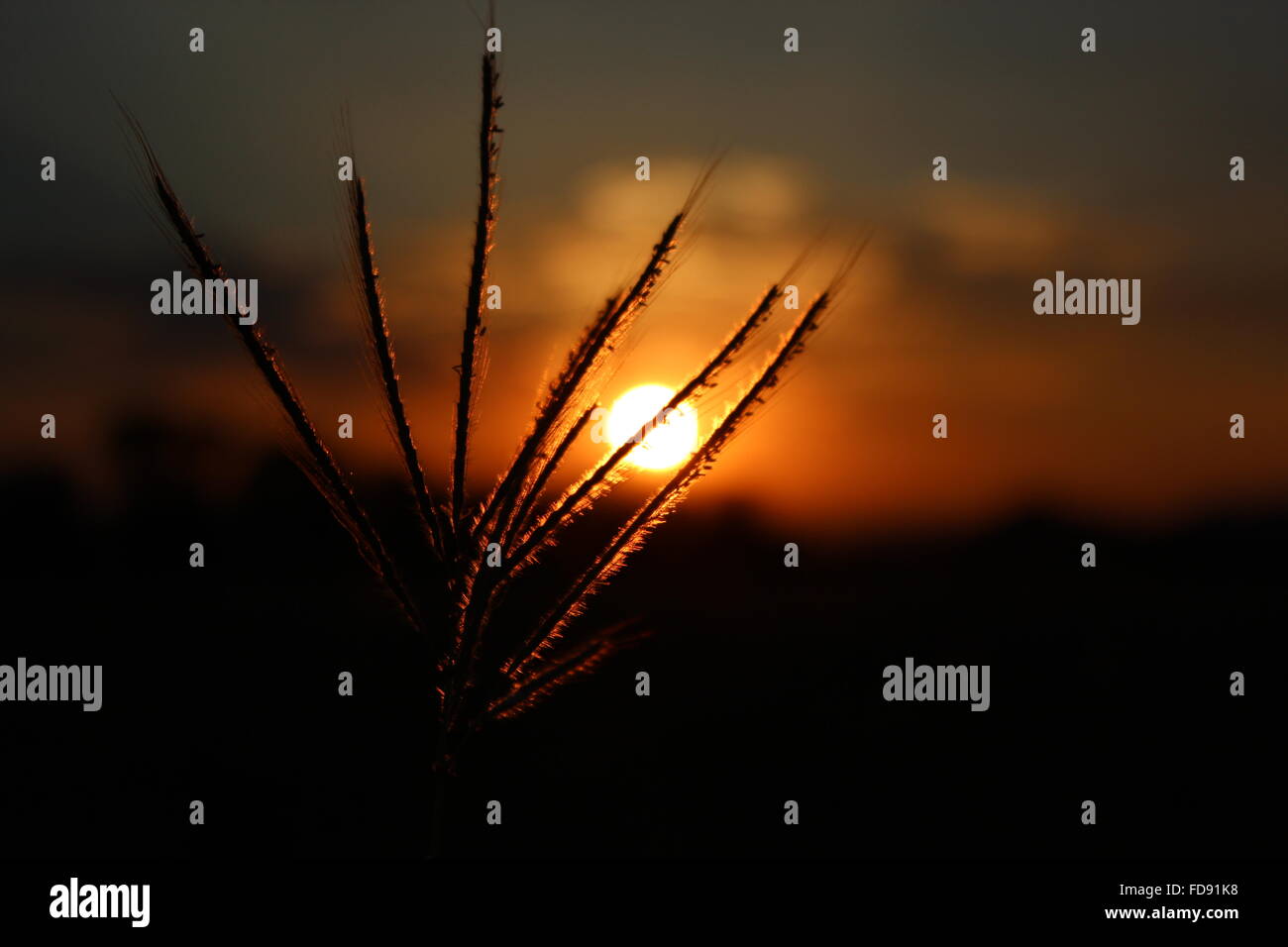 Golden African Sunset with silhouette grass, Limpopo South Africa Stock ...