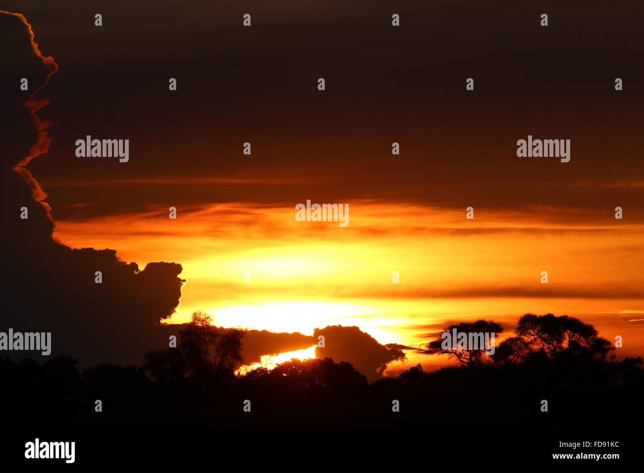 Golden African Sunset with silhouette trees Limpopo South Africa Stock ...
