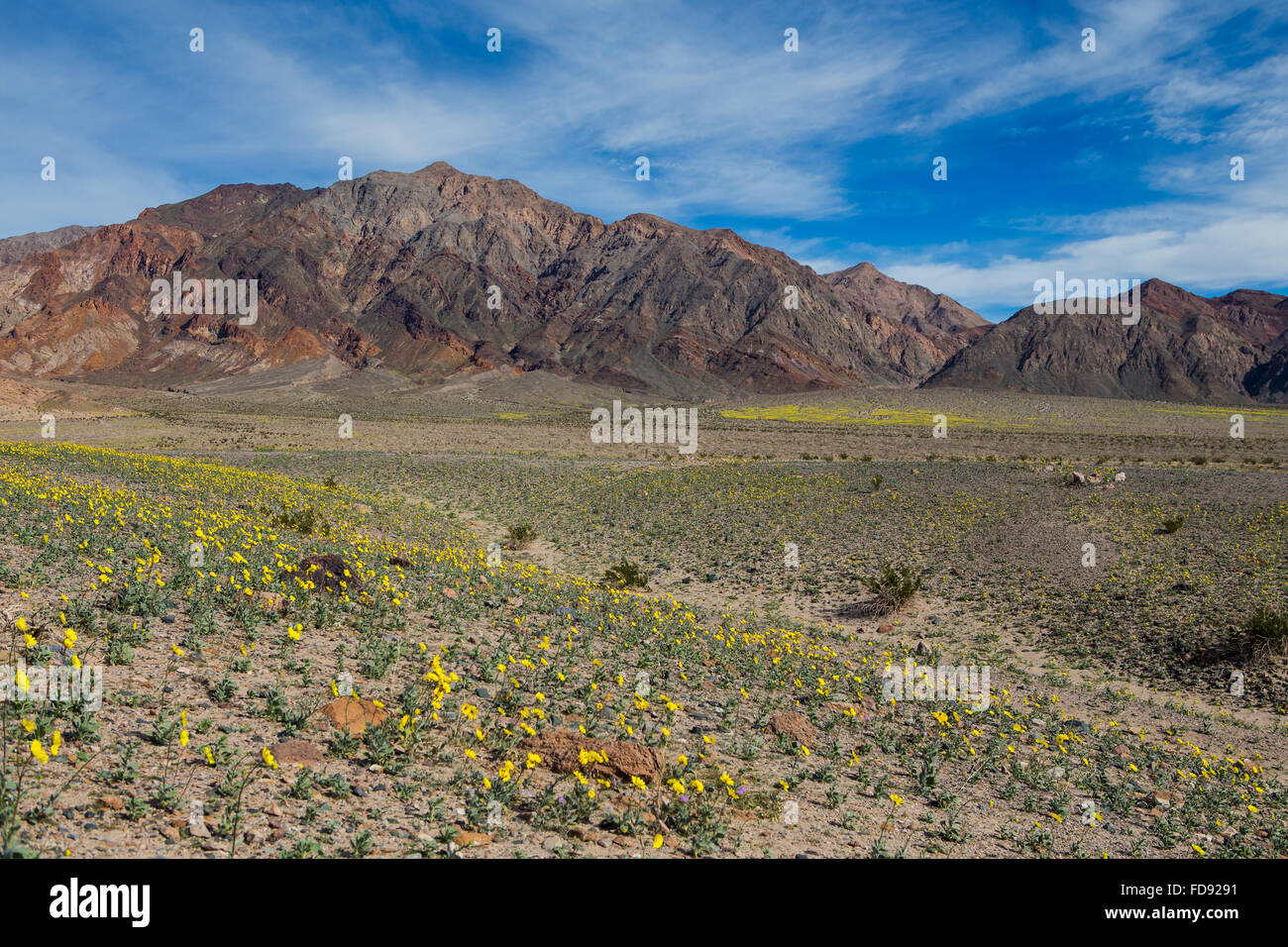 Death valley wildflowers hi-res stock photography and images - Alamy