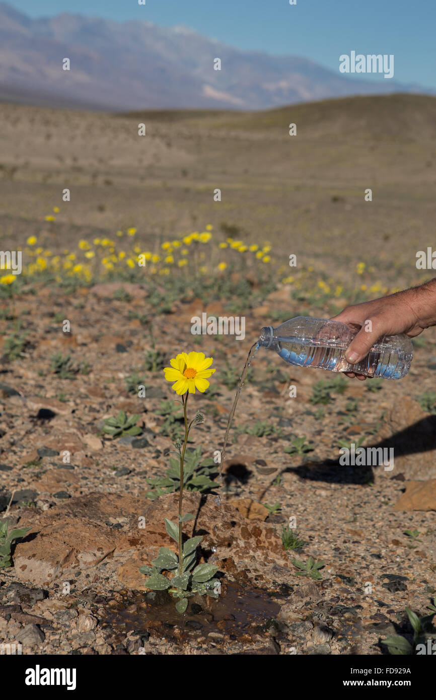 Death valley spring beautiful hi-res stock photography and images - Alamy