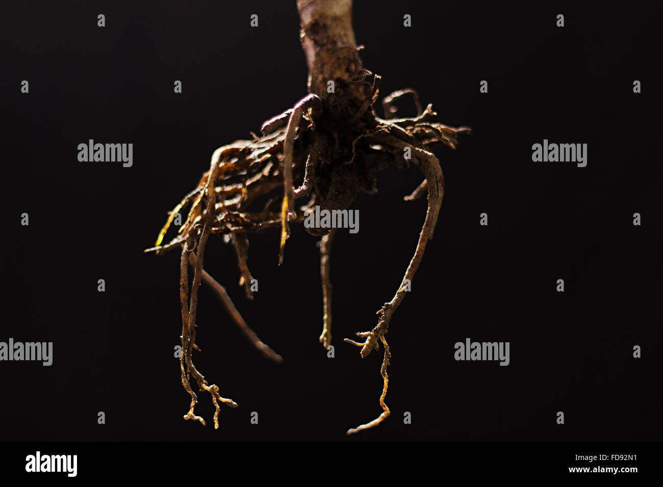 Plants without roots hi-res stock photography and images - Alamy