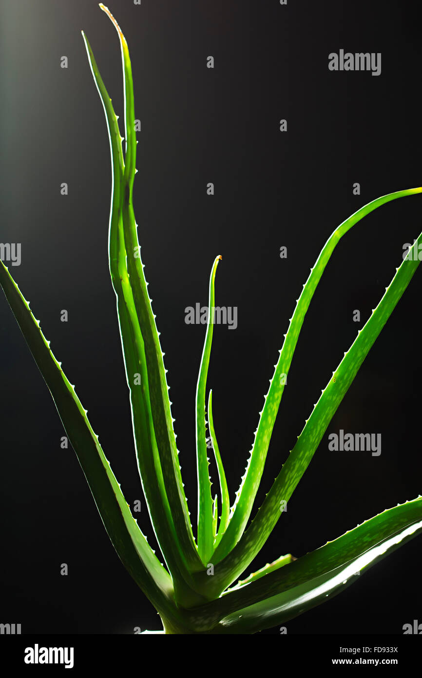 Herb Aloe vera Plant Nobody Stock Photo - Alamy Herb Aloe vera Plant Nobody Stock Photo - Alamy
