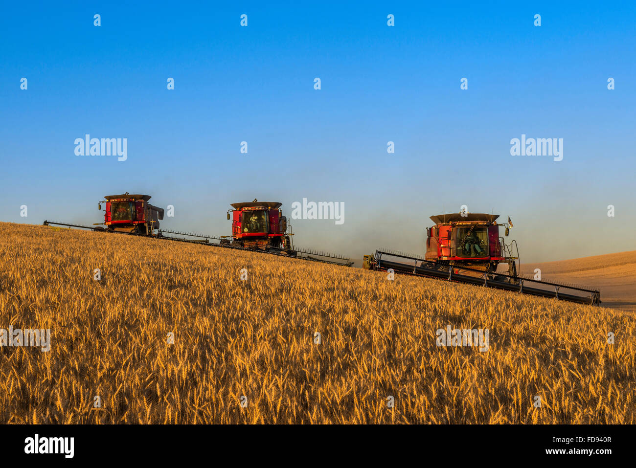 Case combines harvesting wheat in the Palouse region of Eastern ...