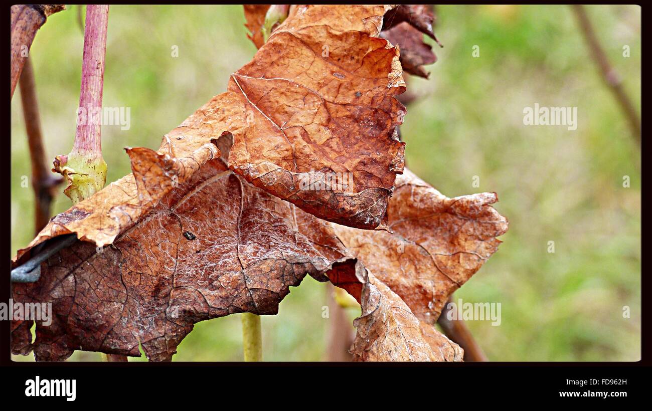 Close up of a dry leaf hi-res stock photography and images - Alamy