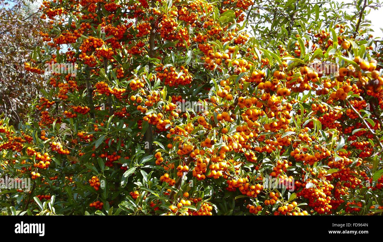Fruits of a tree hi-res stock photography and images - Alamy