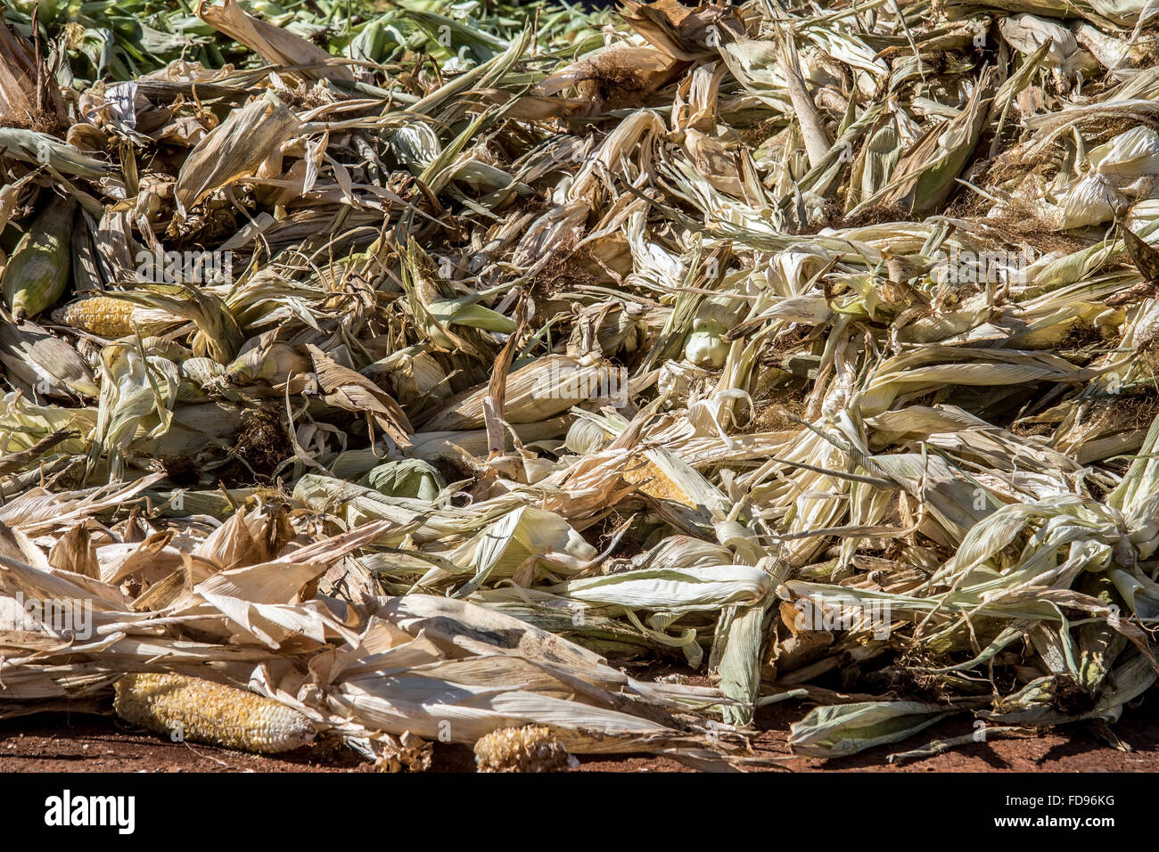 harvested corn in a pile Stock Photo - Alamy