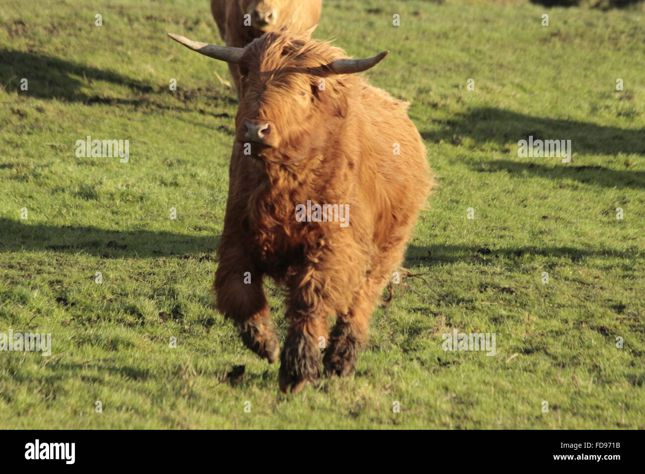 Running Cow High Resolution Stock Photography and Images - Alamy