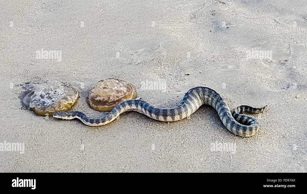 Snake on beach hi-res stock photography and images - Alamy