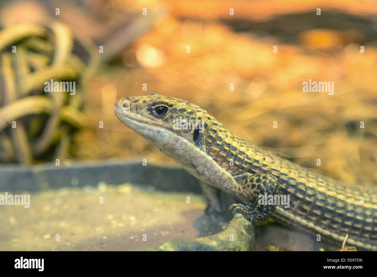 Wroclaw, Poland, Sudan plated lizard in Wroclaw Zoo Stock Photo - Alamy