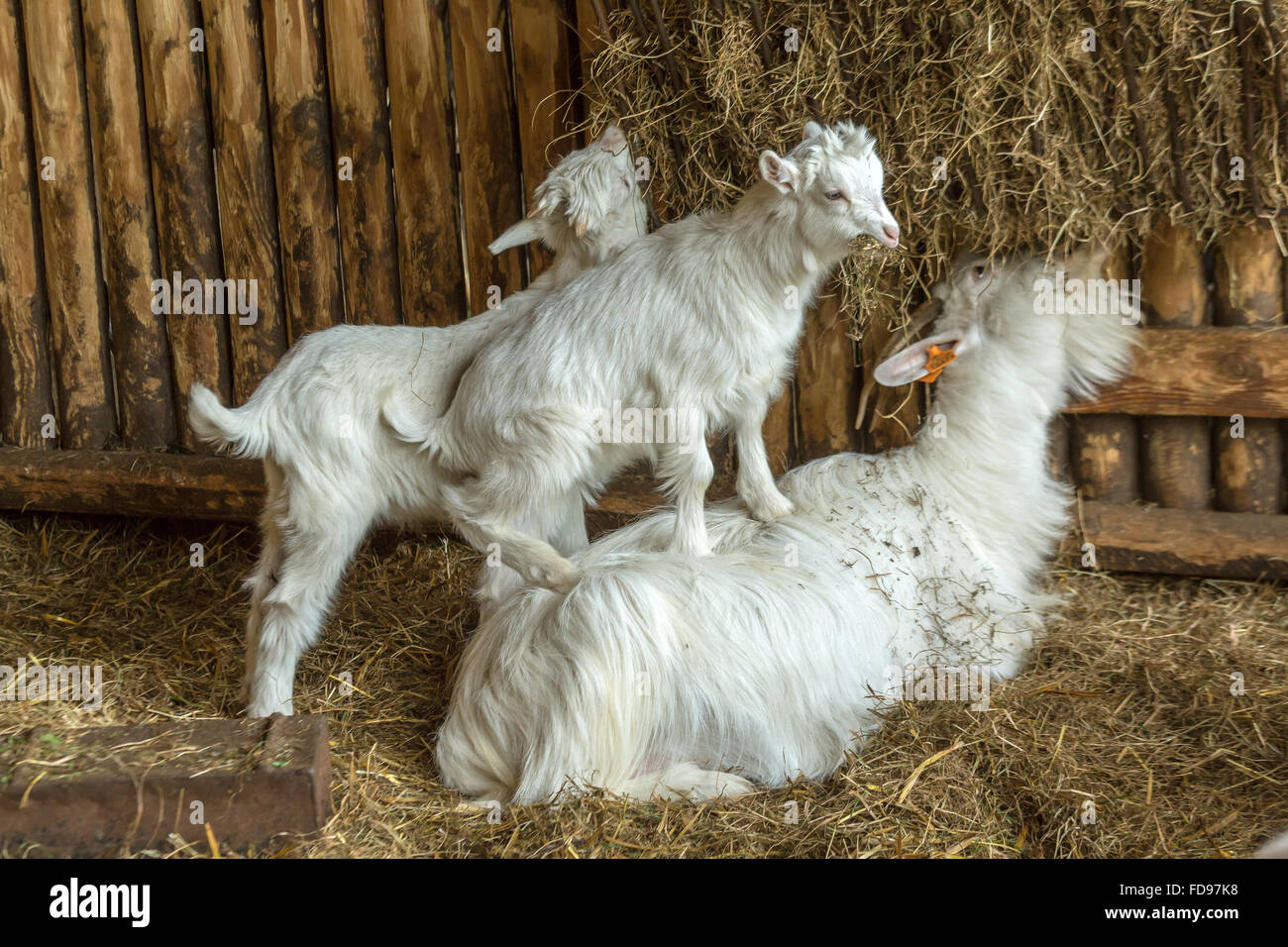 Carpathian goats in wroclaw zoo hi-res stock photography and images - Alamy
