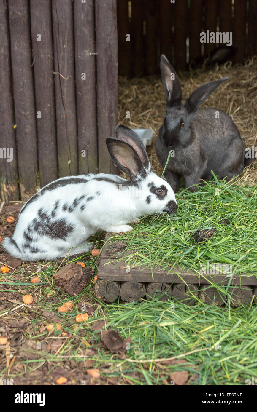 Wroclaw, Poland, domestic rabbits in Wroclaw Zoo Stock Photo - Alamy