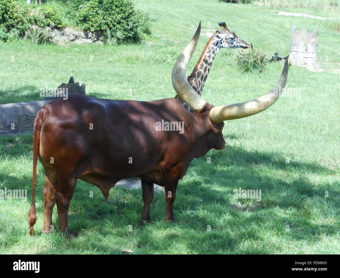 Buffalo and giraffe hi-res stock photography and images - Alamy