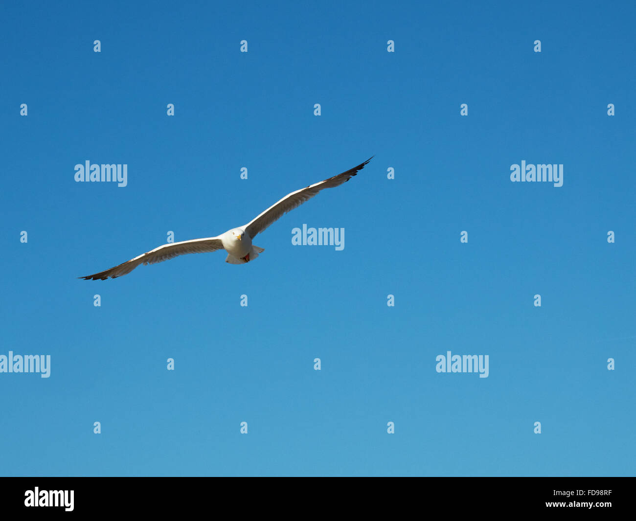 Flying at a hi-res stock photography and images - Alamy
