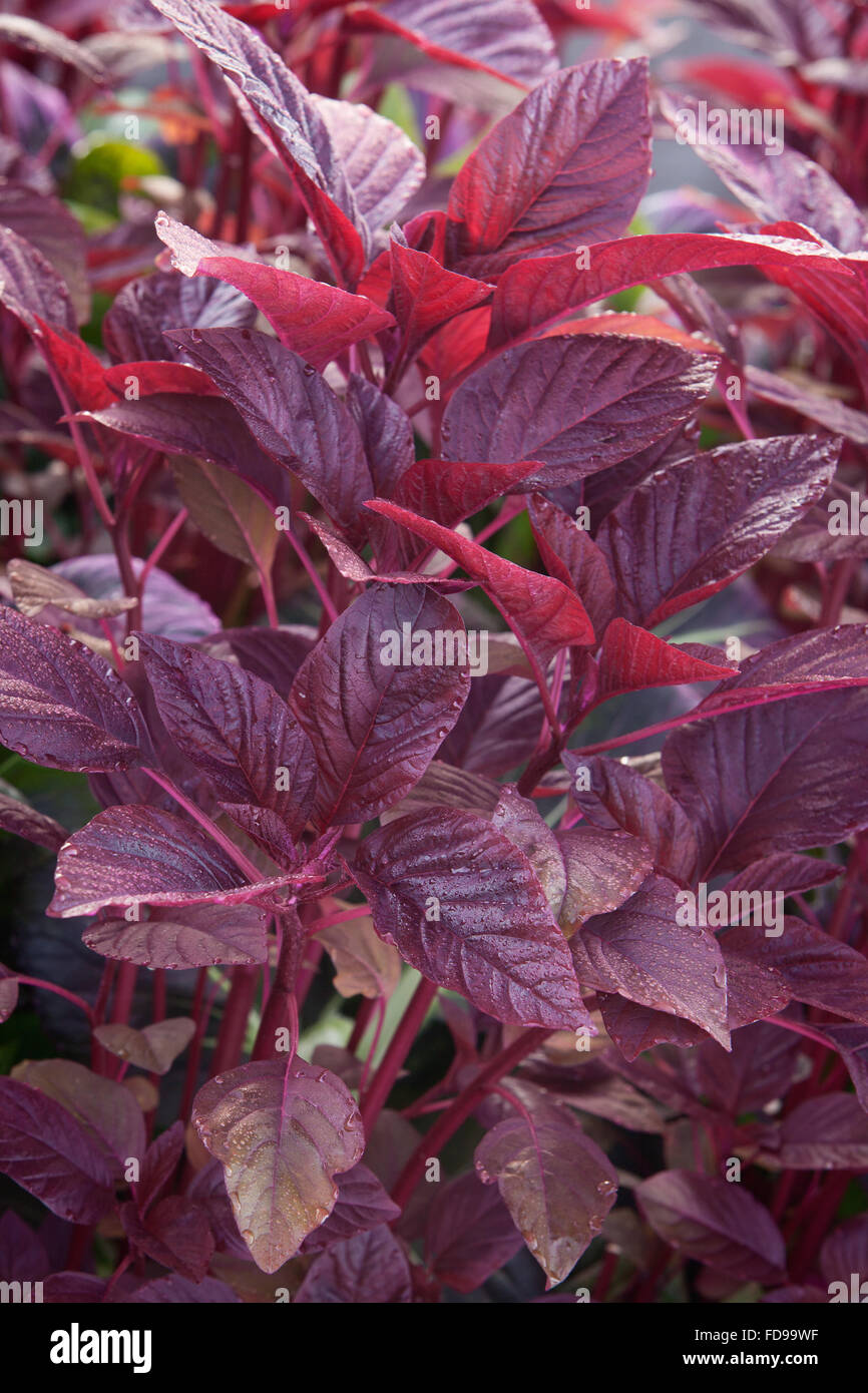 Amaranthus 'Red Army'. The Kitchen Garden at Rudding Park, North Yorkshire, UK. Summer, July ...