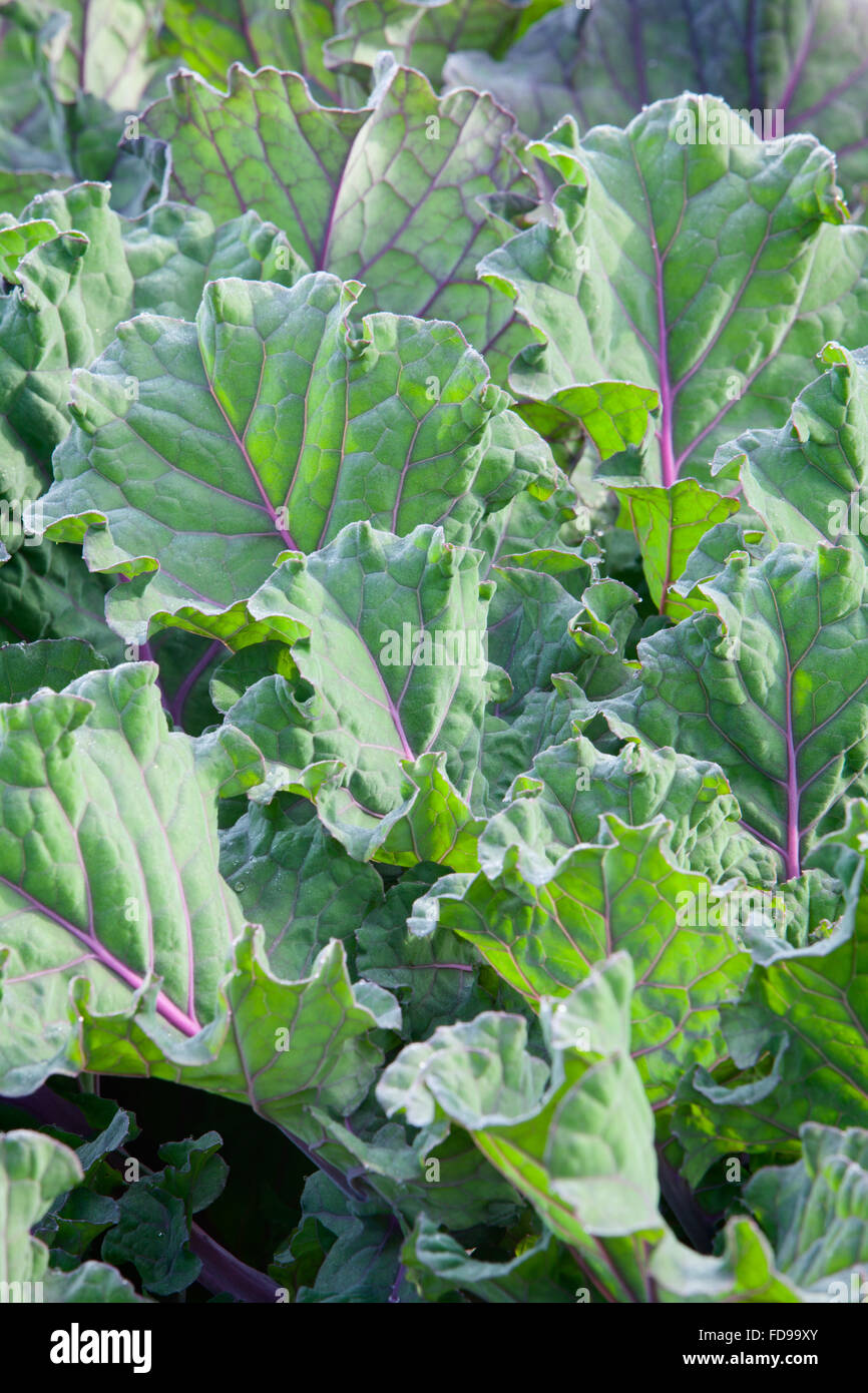 Garden posy hi-res stock photography and images - Alamy