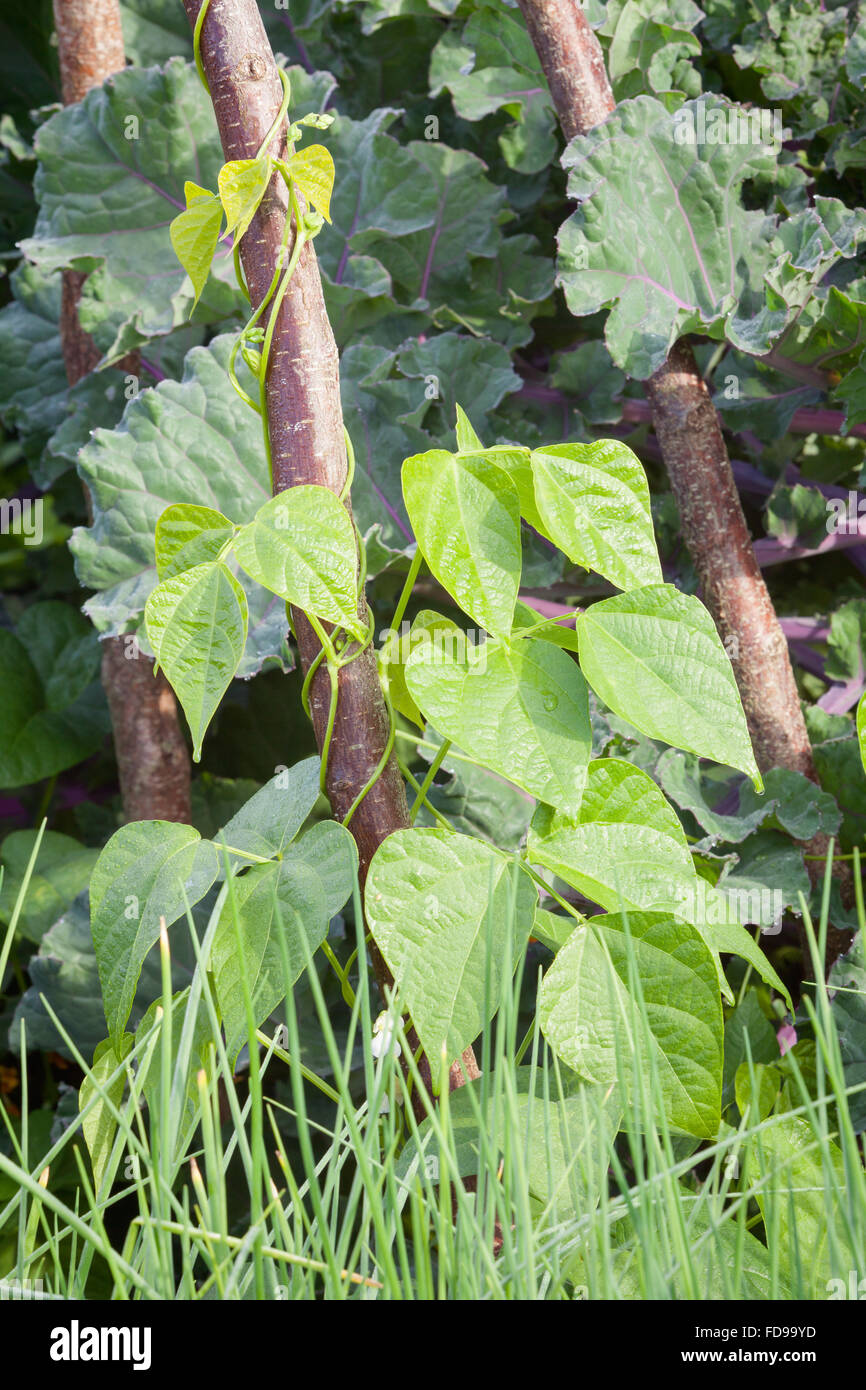 Phaseolus vulgaris 'Blue Lake' - Climbing French Bean 'Blue Lake'. The ...