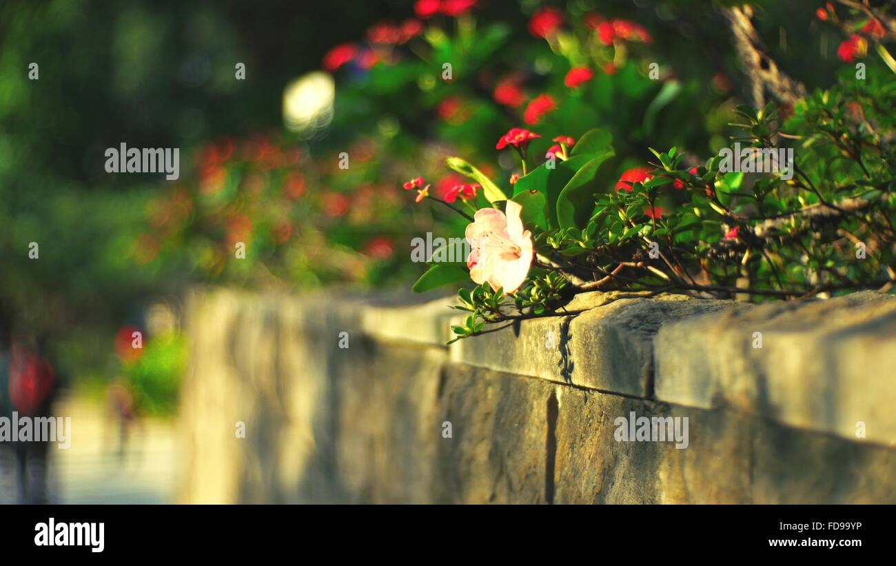 Beauty behind flower hi-res stock photography and images - Alamy