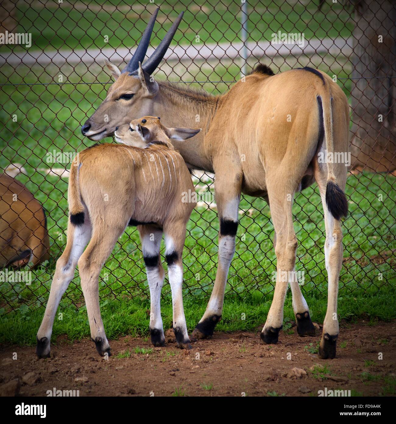 Young eland hi-res stock photography and images - Alamy
