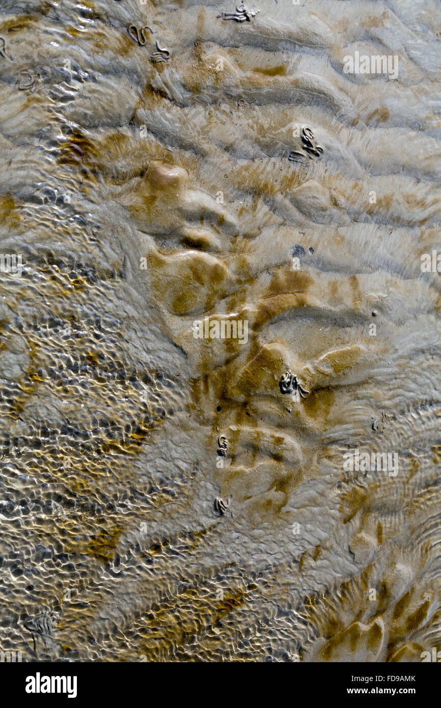 Brown diatom algae hi-res stock photography and images - Alamy Brown diatom algae hi-res stock photography and images - Alamy