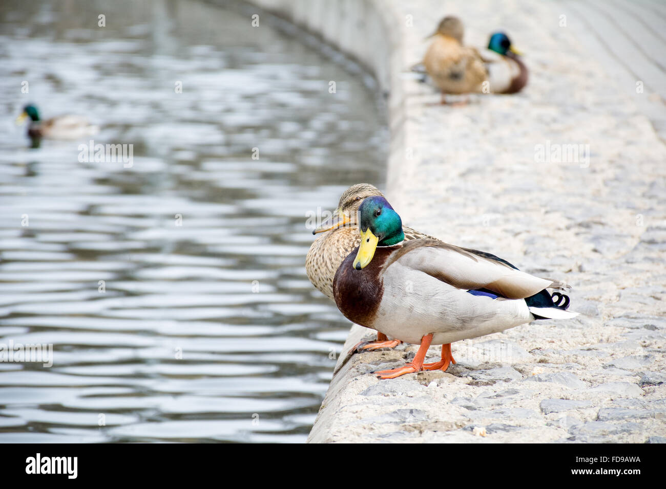 Ducks sitting near water Stock Photo - Alamy