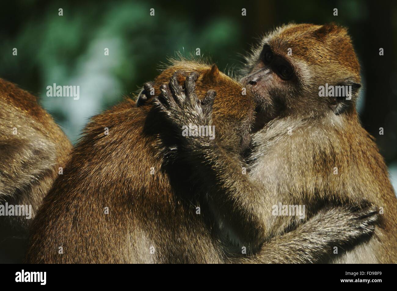 Behavior monkeys hi-res stock photography and images - Alamy