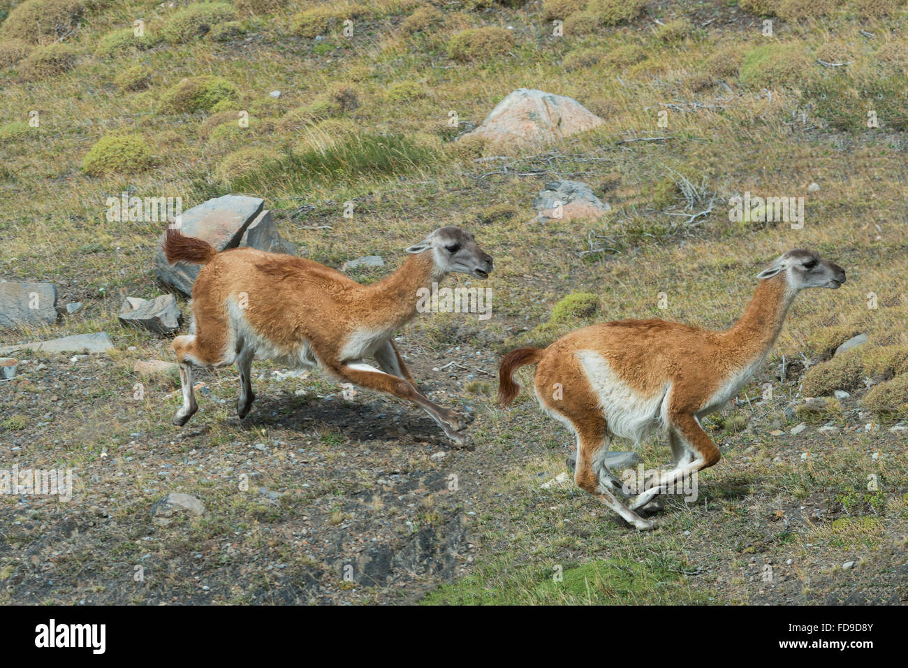 Lama Glama Images High Resolution Stock Photography and Images - Alamy