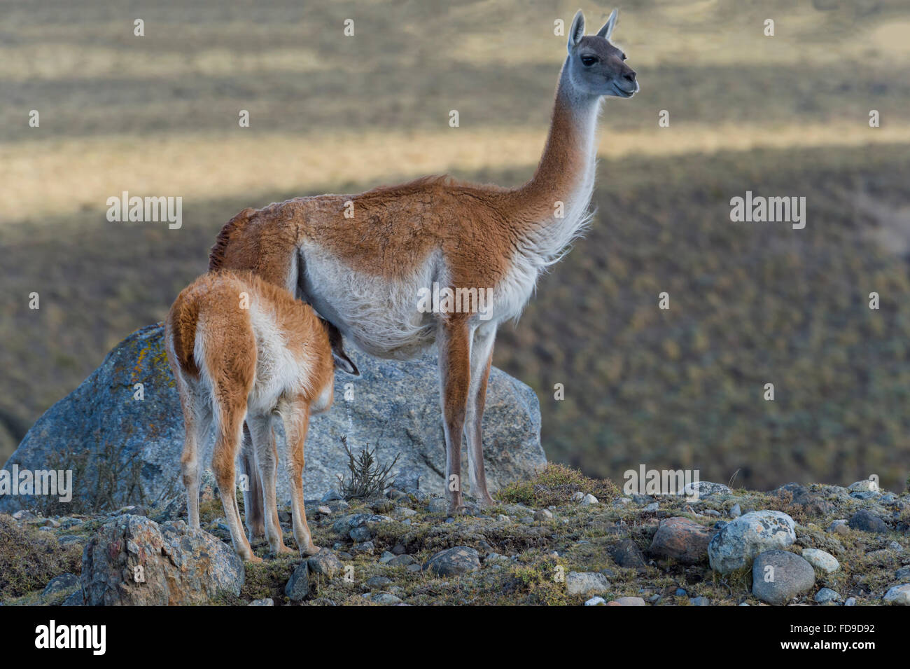 Lama glama images hi-res stock photography and images - Alamy