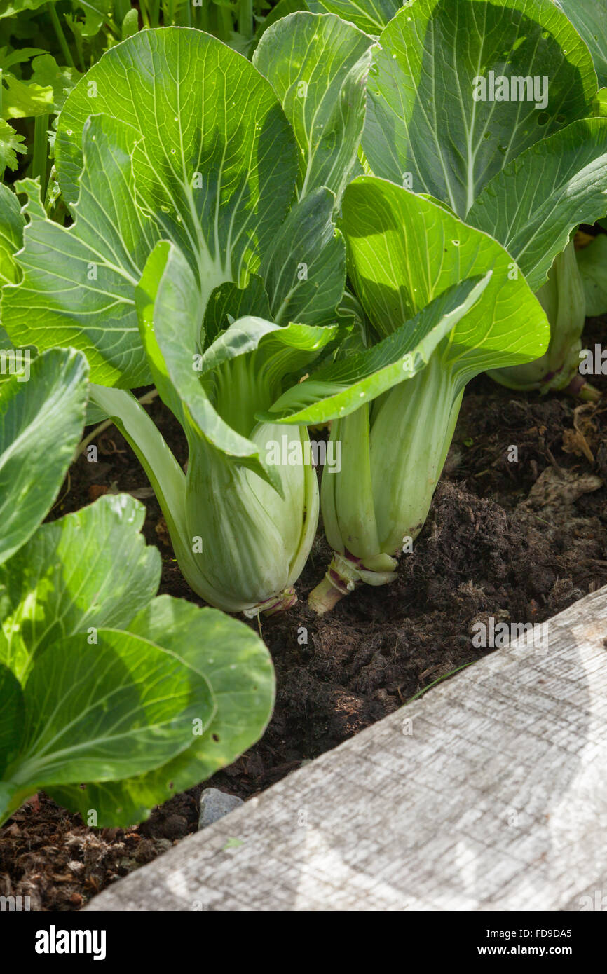 Pak Choi 'Baraku'. The Kitchen Garden at Rudding Park, North Yorkshire ...
