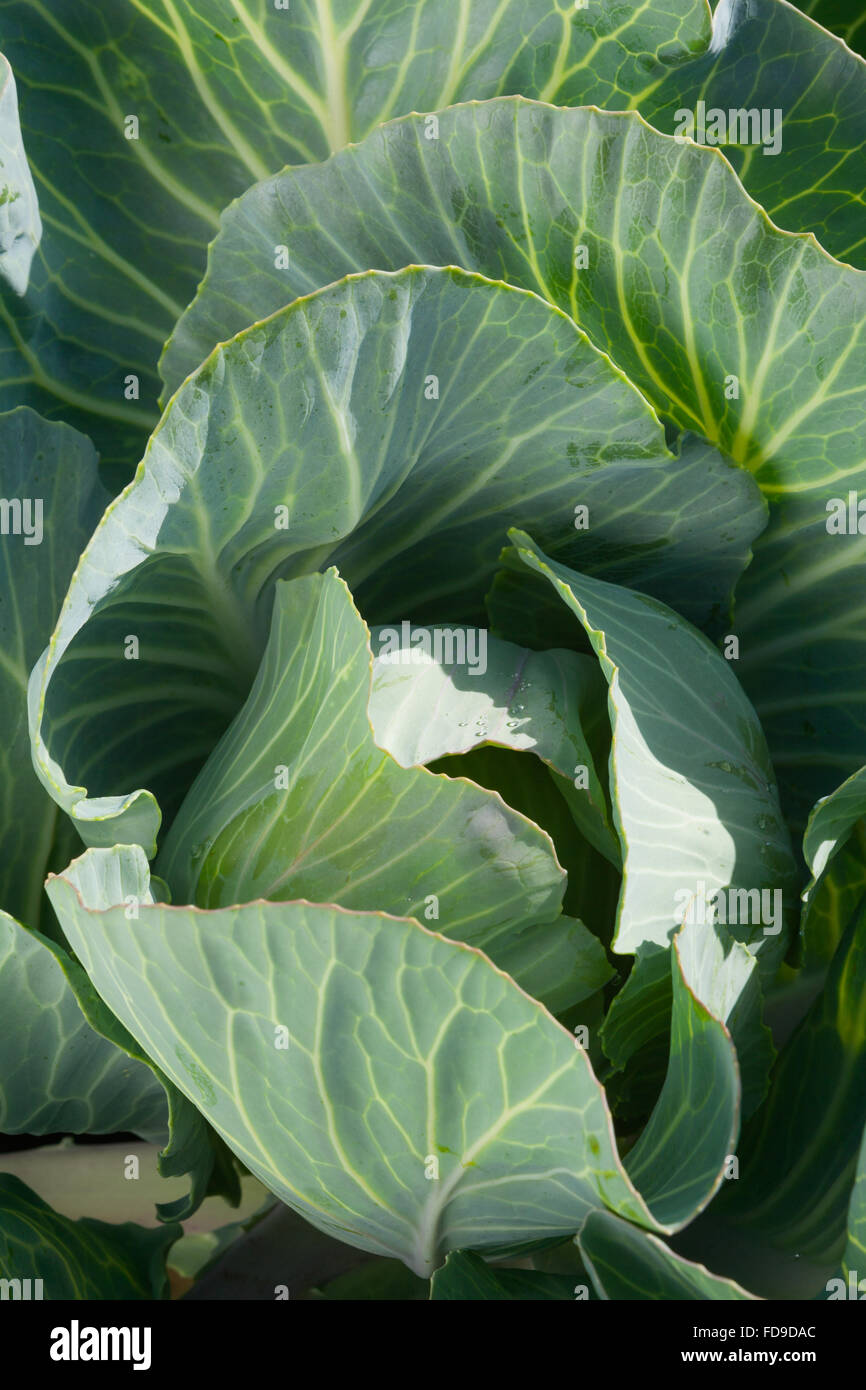 Cabbage 'Kilaton'. The Kitchen Garden at Rudding Park, North Yorkshire ...