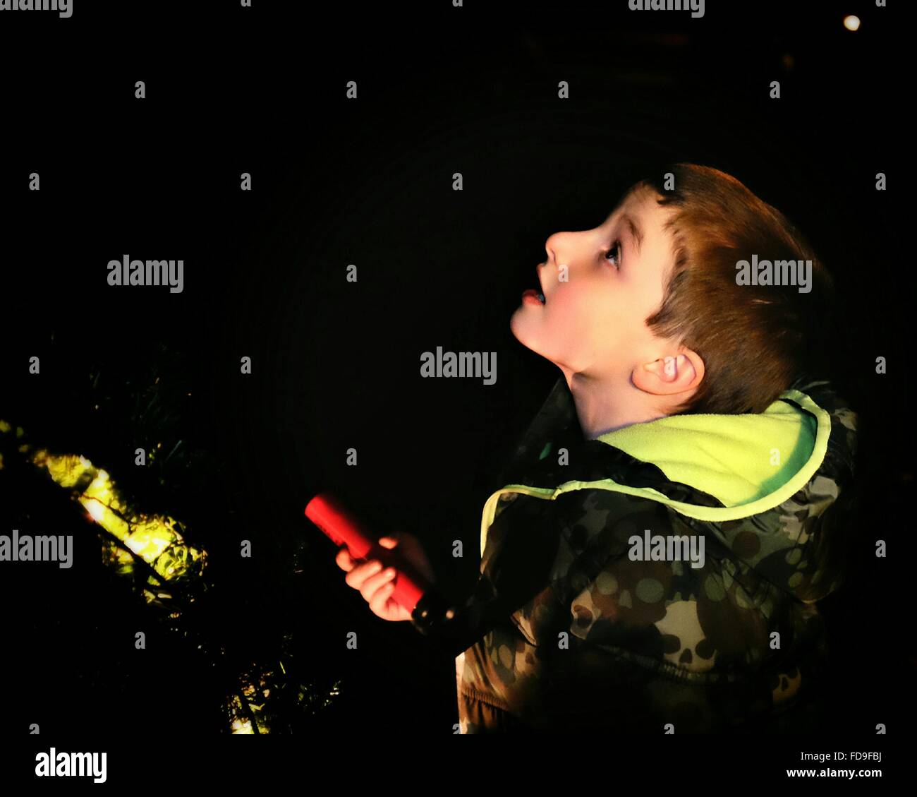 Flashlight Forest High Resolution Stock Photography and Images - Alamy