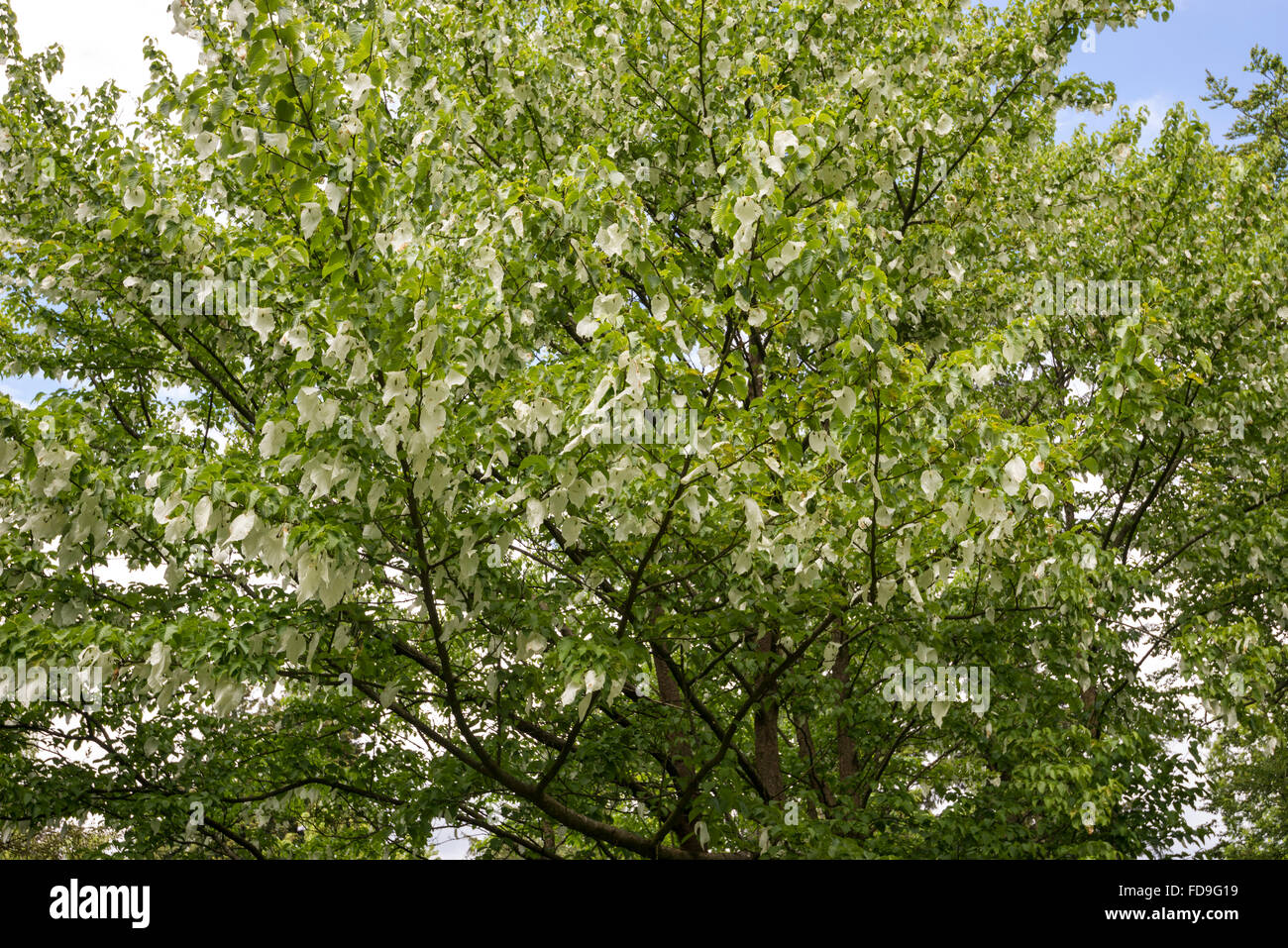 Davidia involucrata, also known at the handkerchief tree. Looking up ...